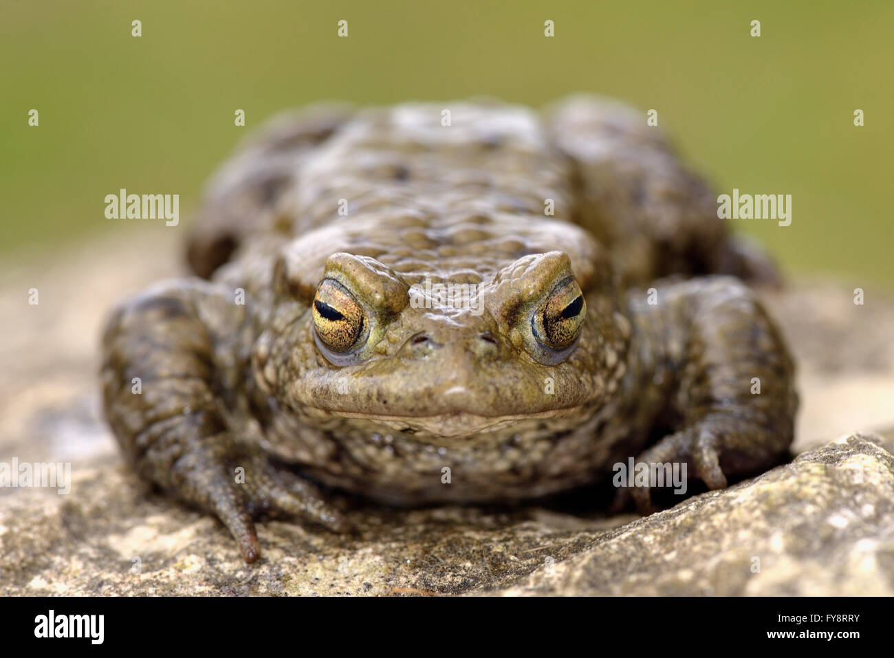 Portrait of Common toad Stock Photo - Alamy