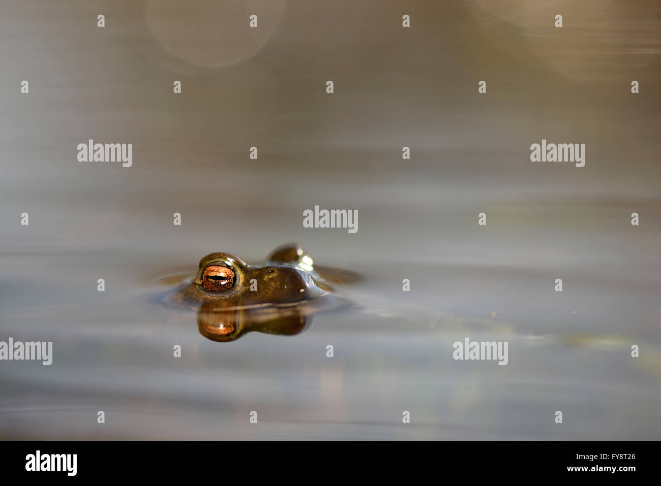 Peeking Common toad in water Stock Photo - Alamy