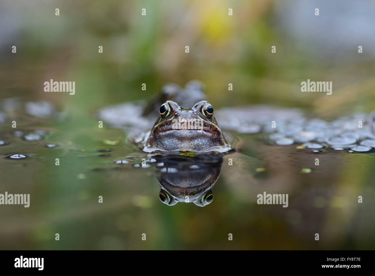 Portrait of Common frog in a pond Stock Photo - Alamy
