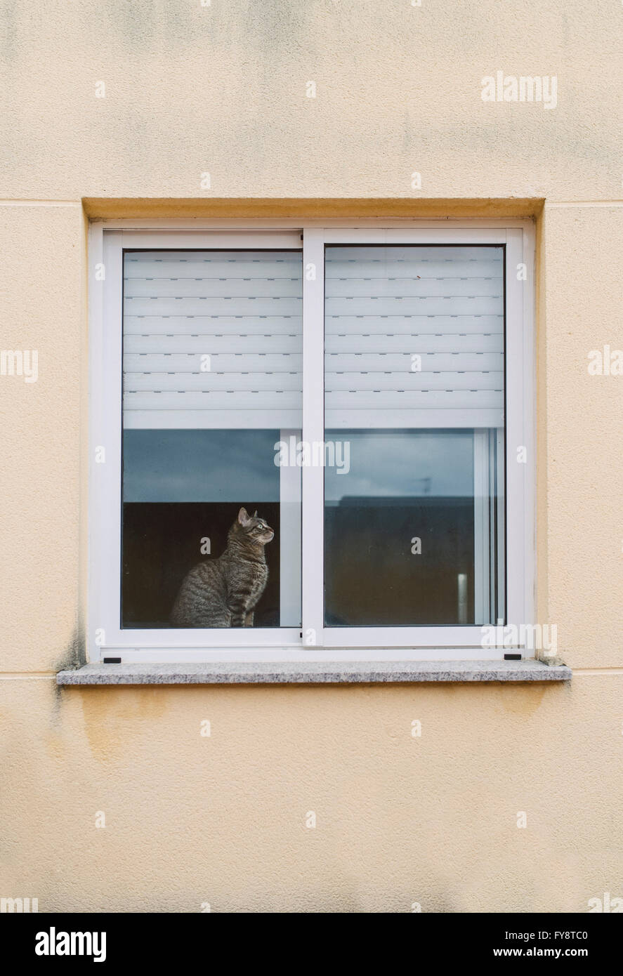 Tabby cat sitting behind window of a residential house Stock Photo - Alamy