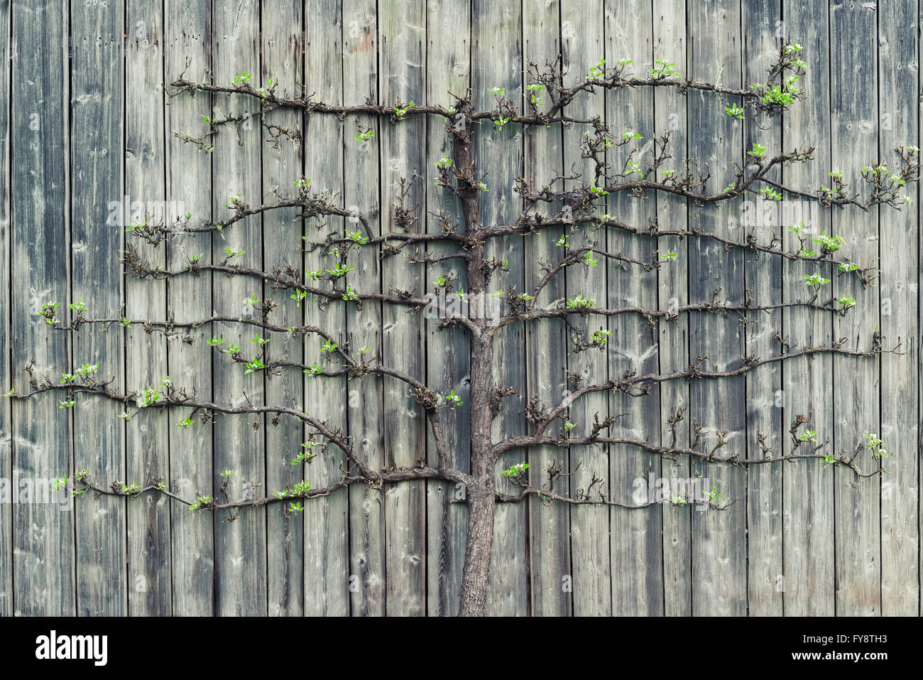 Old pear tree hi-res stock photography and images - Alamy