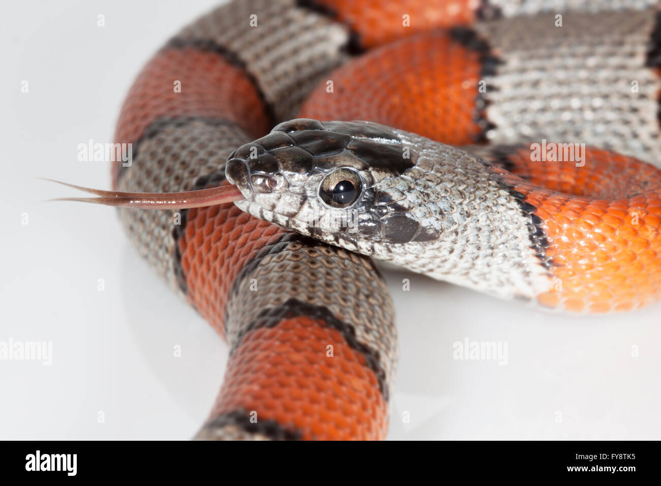 Gray Banded King Snake