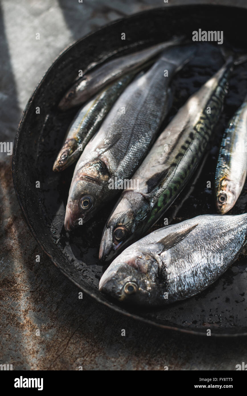 Raw fish, Sea bream, sea bass, mackerel and sardines in pan Stock Photo ...