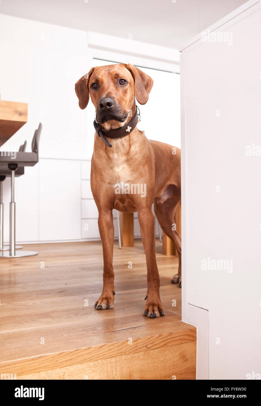 Portrait of Rhodesian Ridgeback Stock Photo - Alamy
