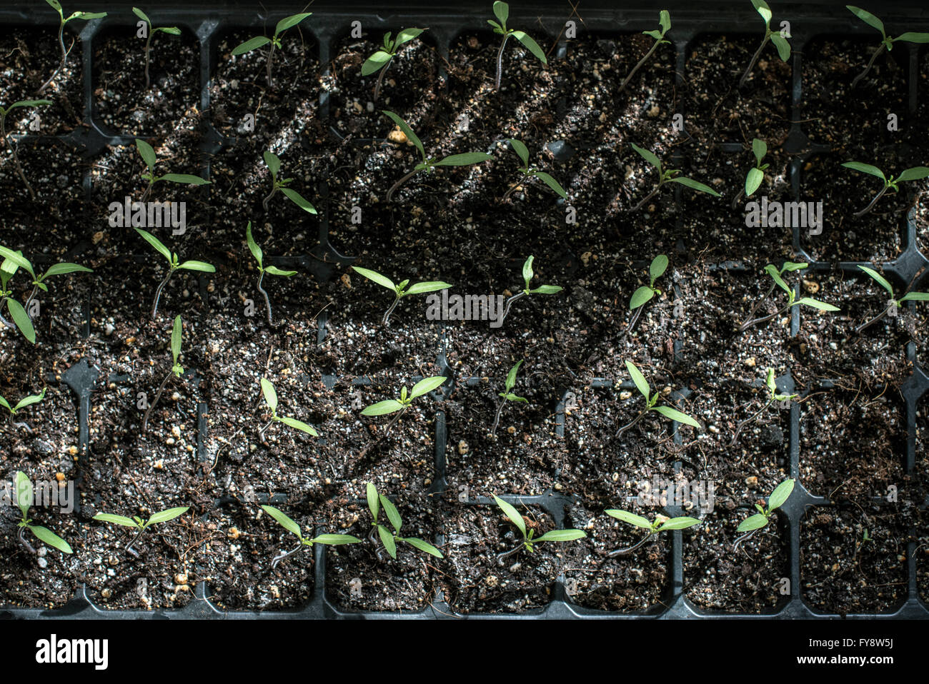Sprouting tomato hi-res stock photography and images - Alamy