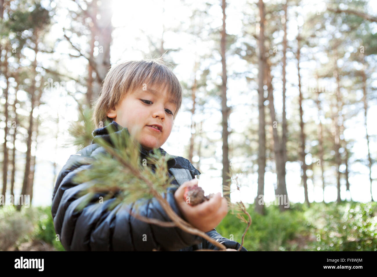 Portrait of little boy playing with conifer branch in the woods Stock ...