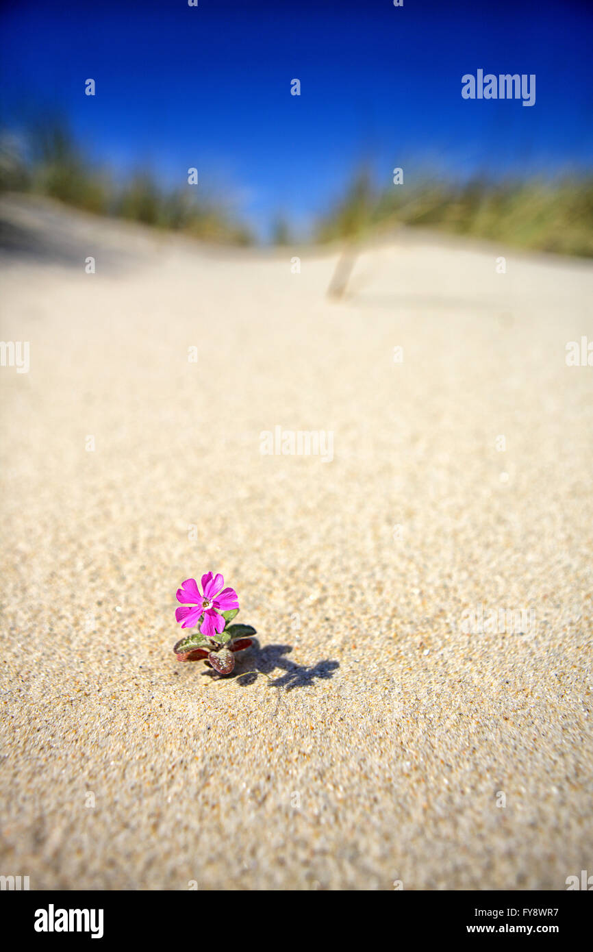 Flower on sand Stock Photo - Alamy