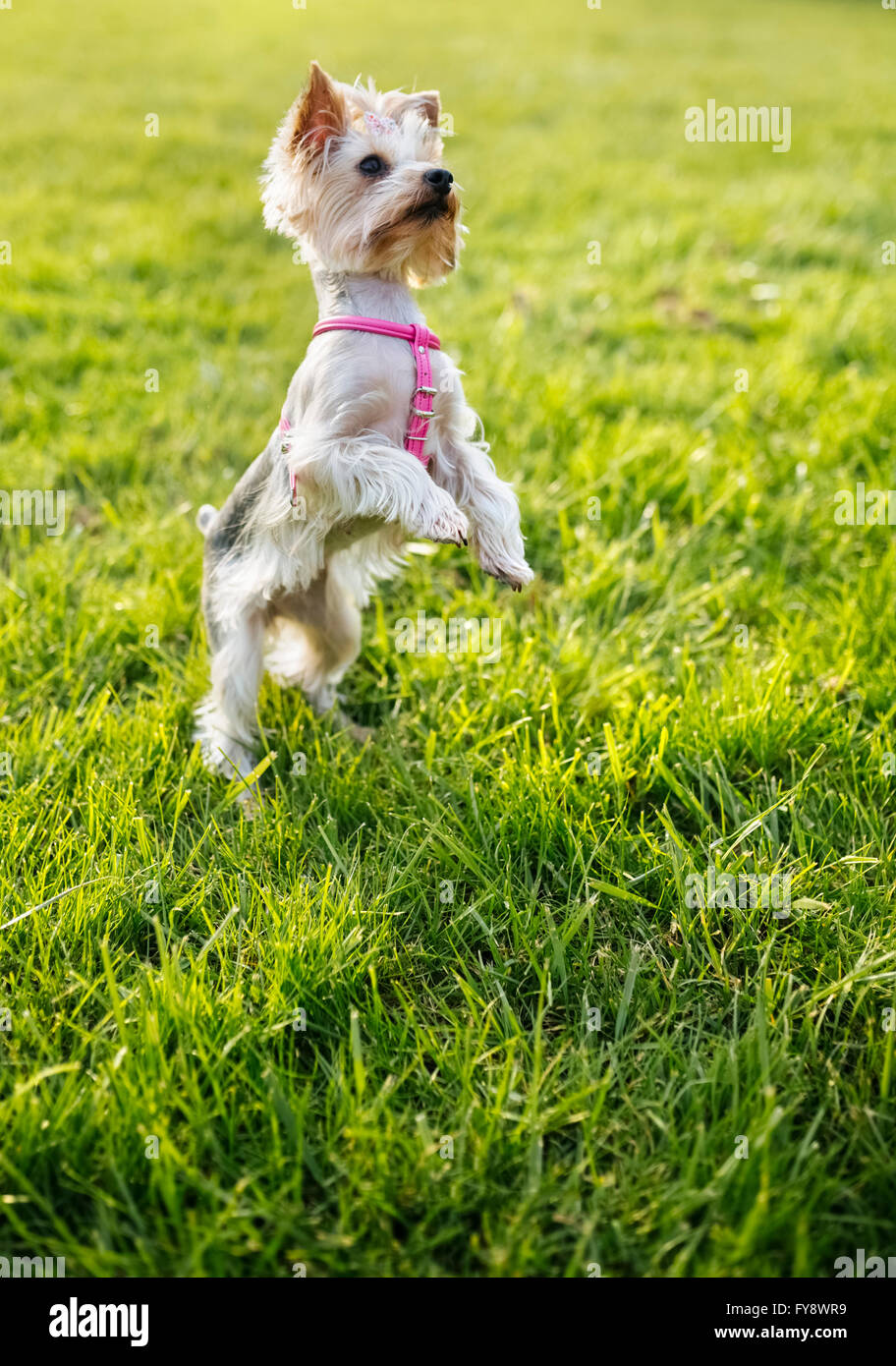 Yorkshire Terrier standing on hind legs on a meadow Stock Photo - Alamy