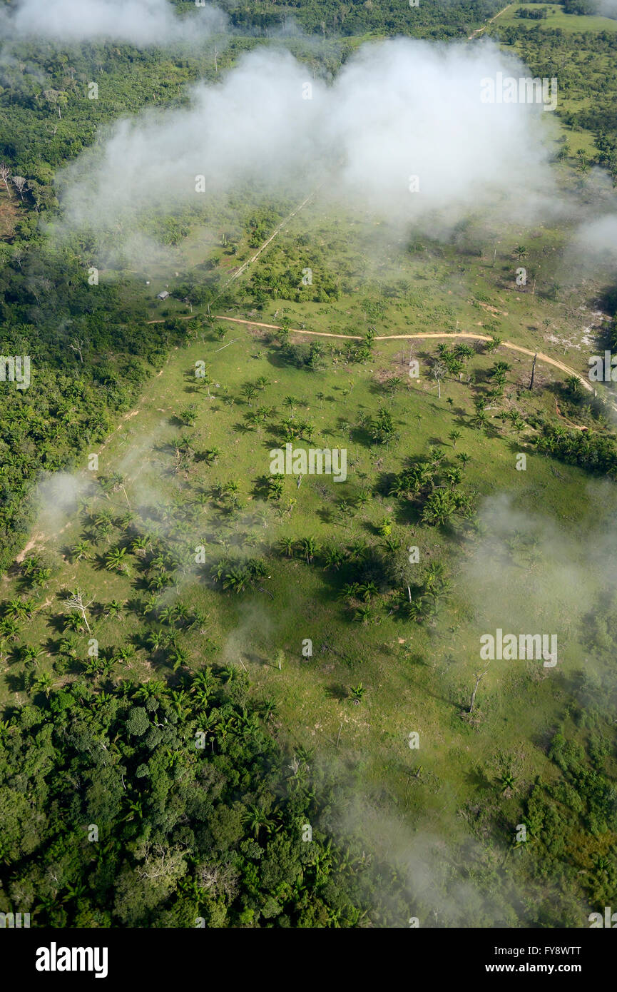 Brazil, Para, Itaituba, Amazon rainforest, slash and burn, reclamation ...