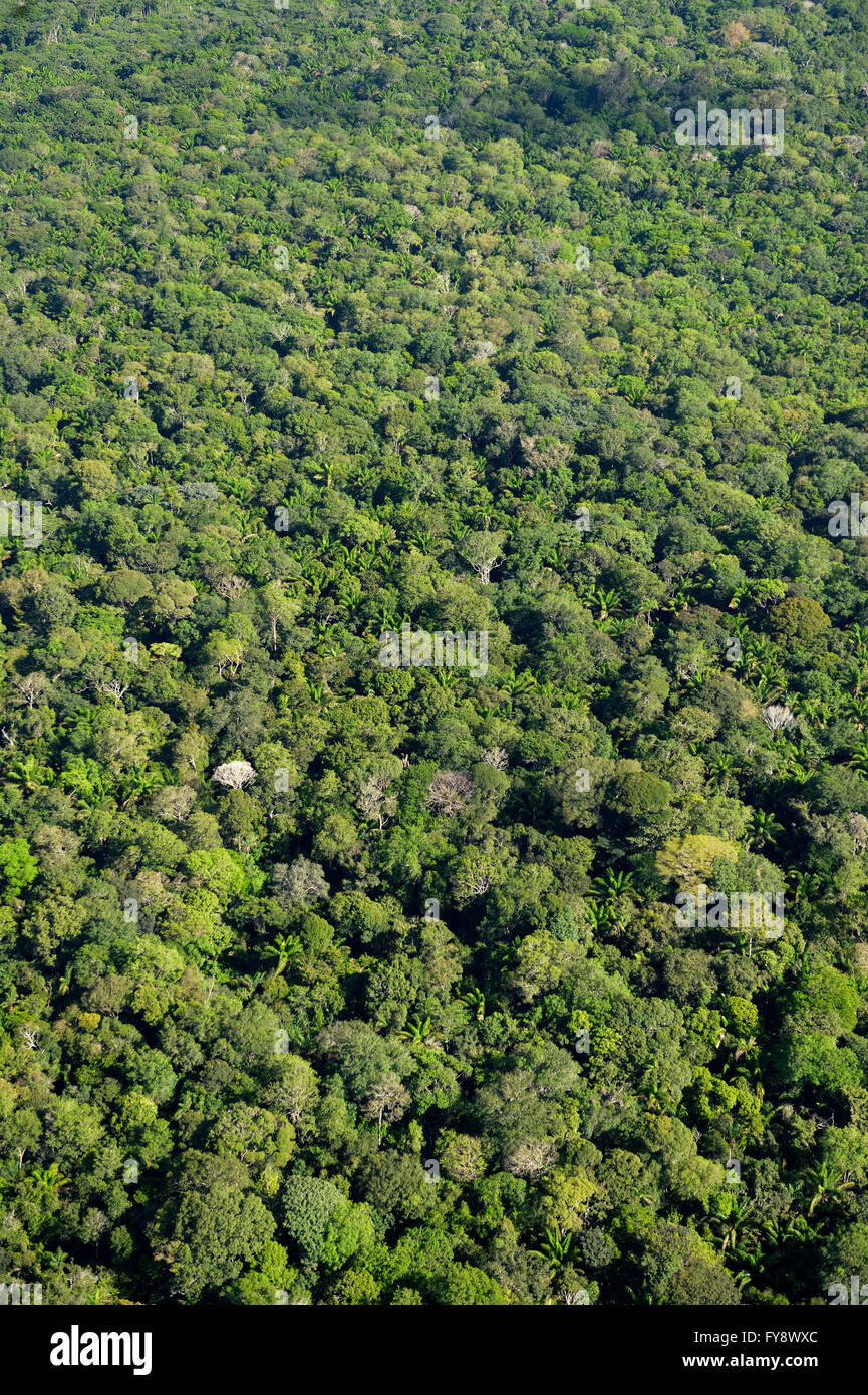 Amazon rainforest destruction aerial hi-res stock photography and ...