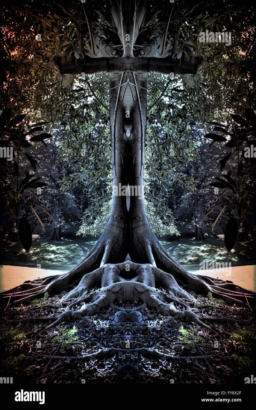 The enchanted fig tree hi-res stock photography and images - Alamy