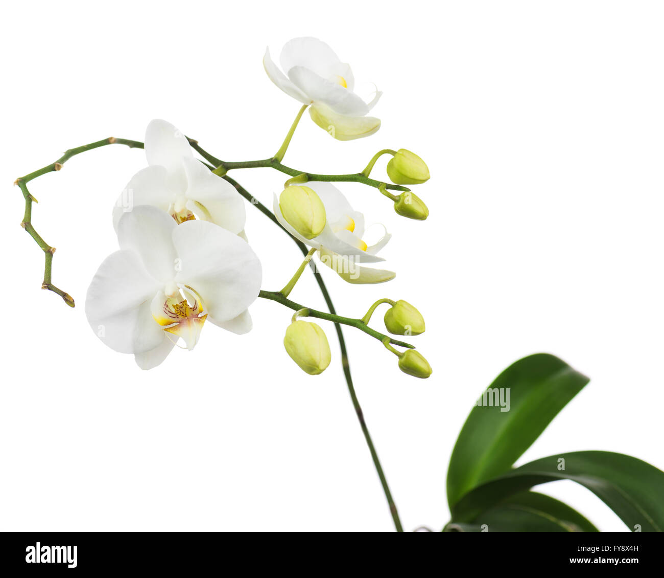 Beautiful orchid branch isolated on white background. Closeup Stock ...