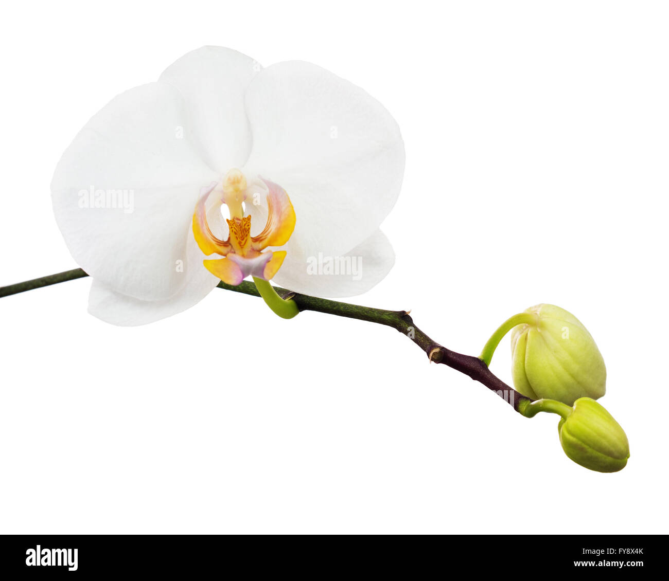 Beautiful orchid branch isolated on white background. Closeup Stock ...