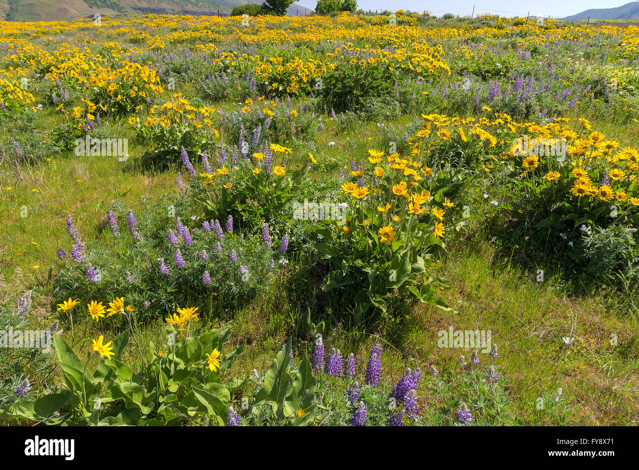 Field of Balsamroot and Lupine wildflowers in bloom at Rowena Crest at ...