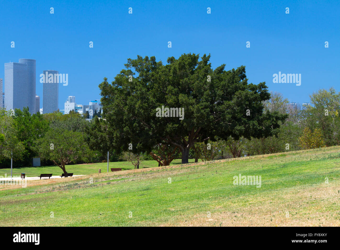 Beautiful park on the background of the skyscrapers of city Stock Photo ...
