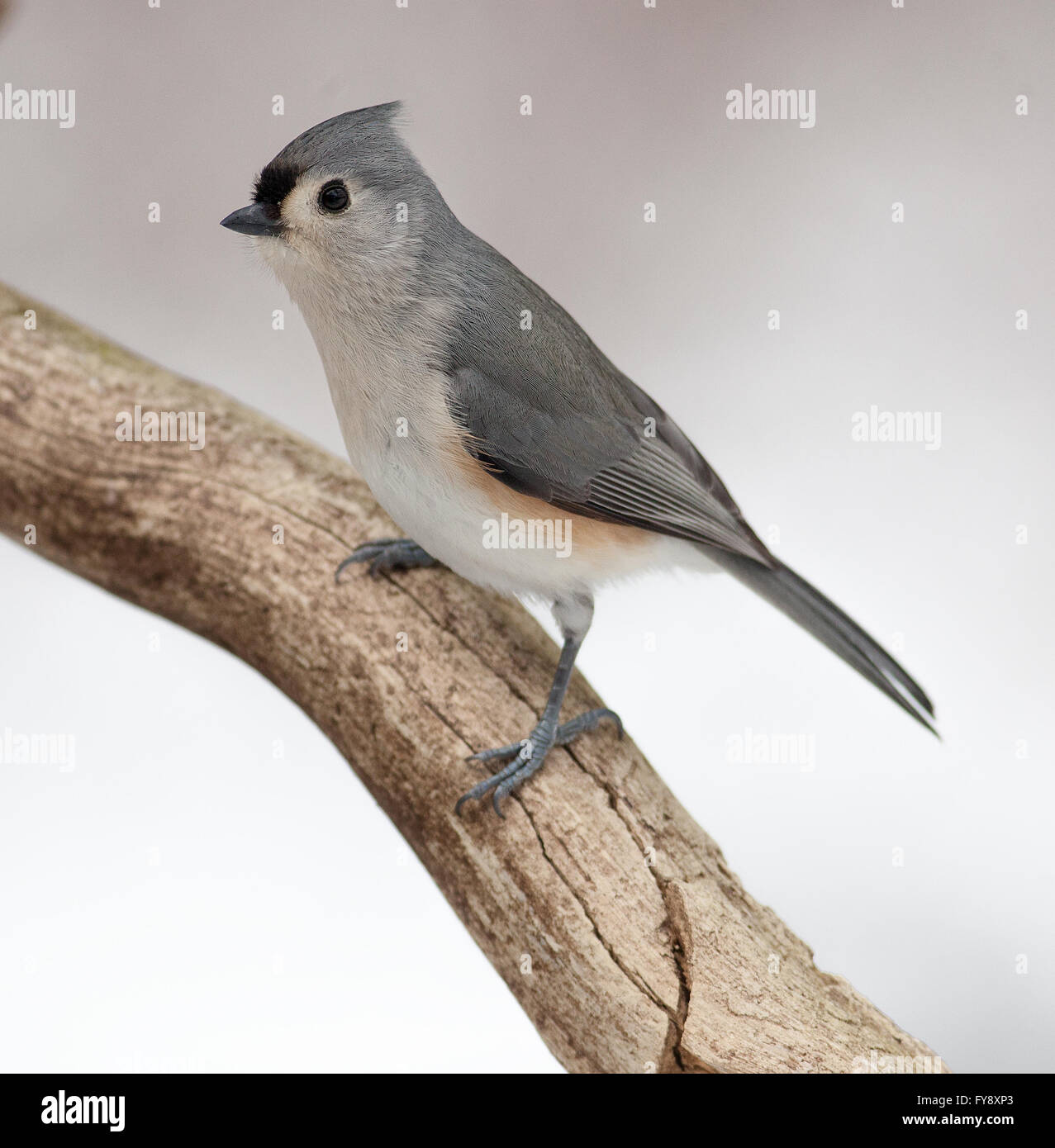 Blue titmouse hi-res stock photography and images - Alamy