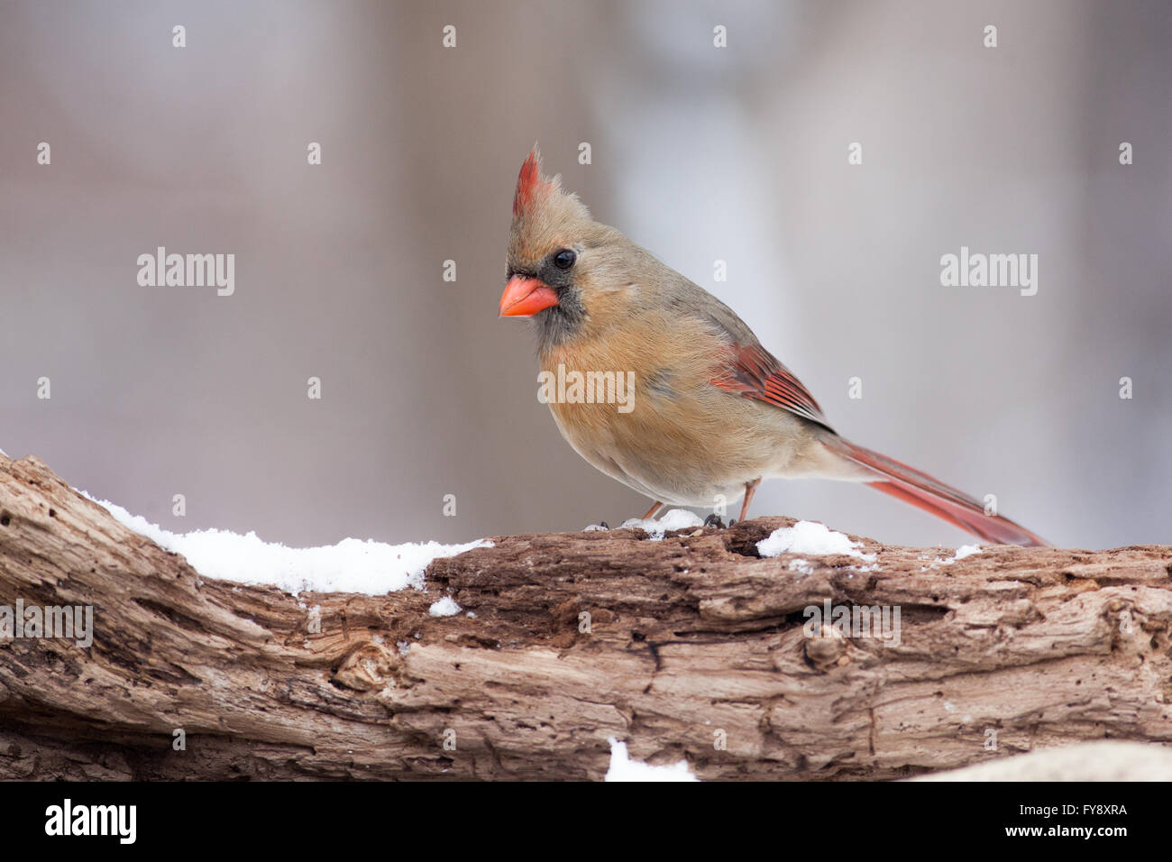 Female adult cardinal hi-res stock photography and images - Alamy