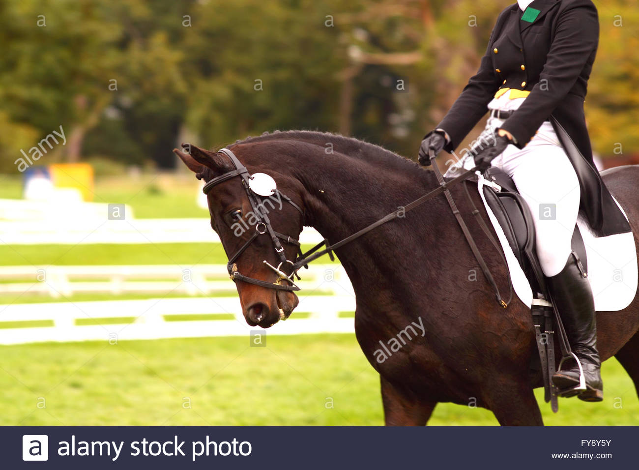 Female Dressage Horse Rider Stock Photos & Female Dressage Horse Rider ...