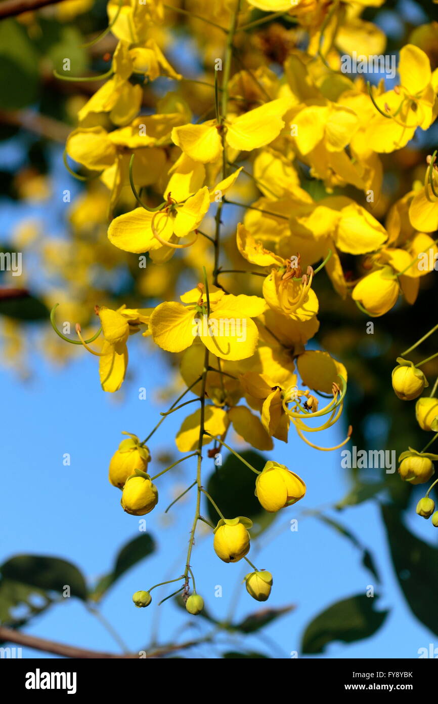 Ratchaphruek flowers Thailand Stock Photo - Alamy