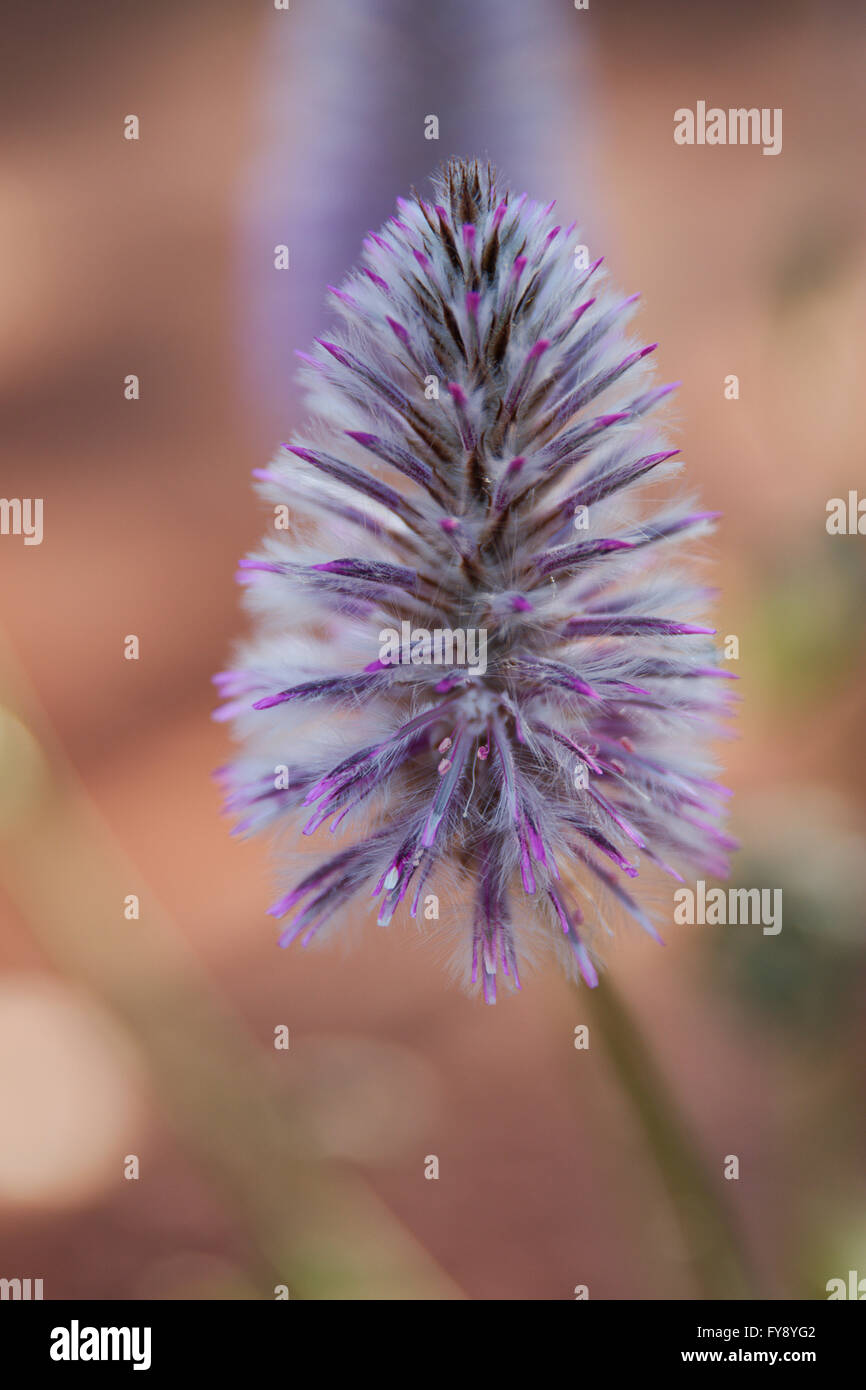 Mulla mulla hi-res stock photography and images - Alamy