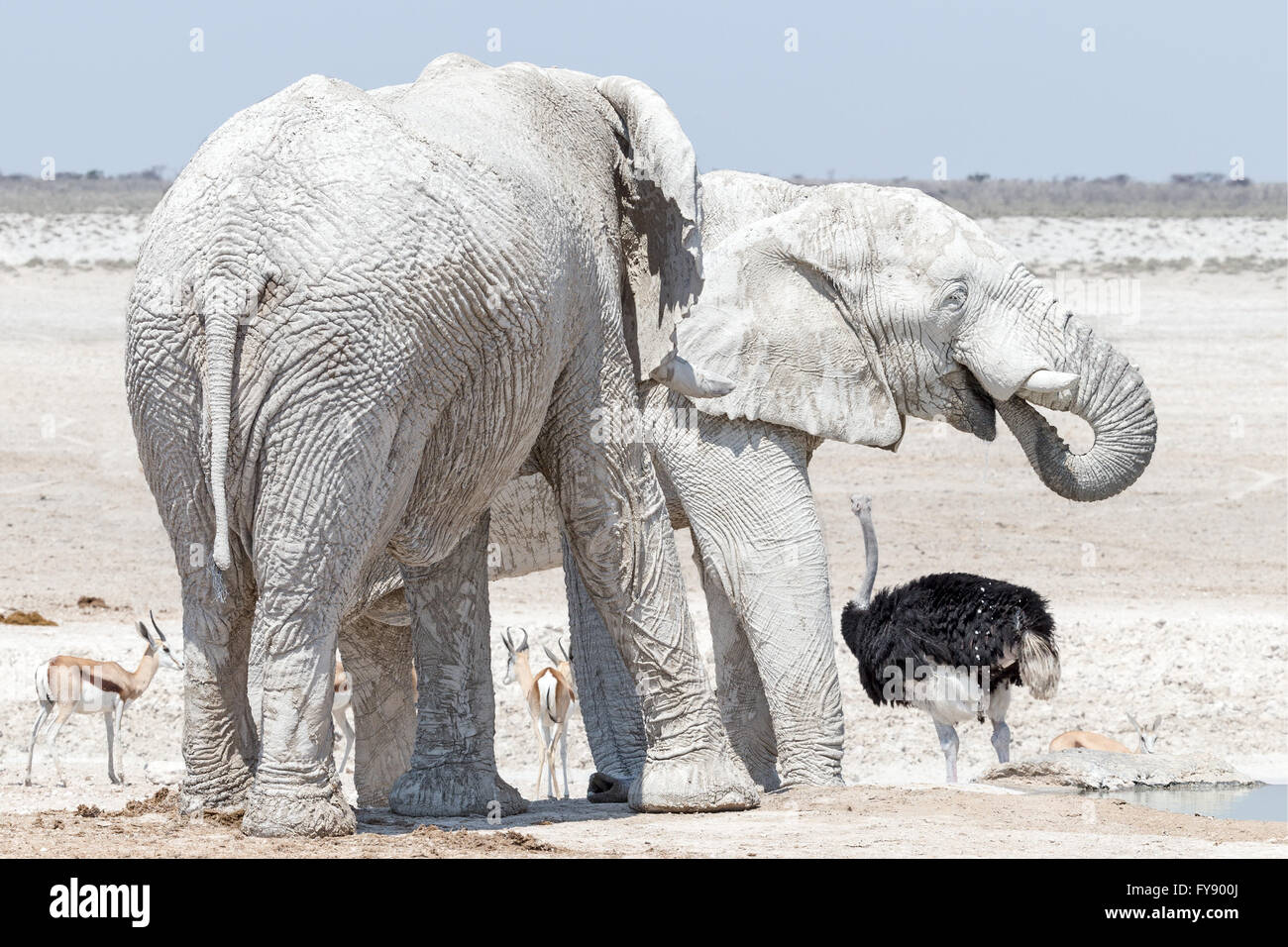 Drinking, Ostriches, Springbok, "Ghost" bull elephants, so called due ...
