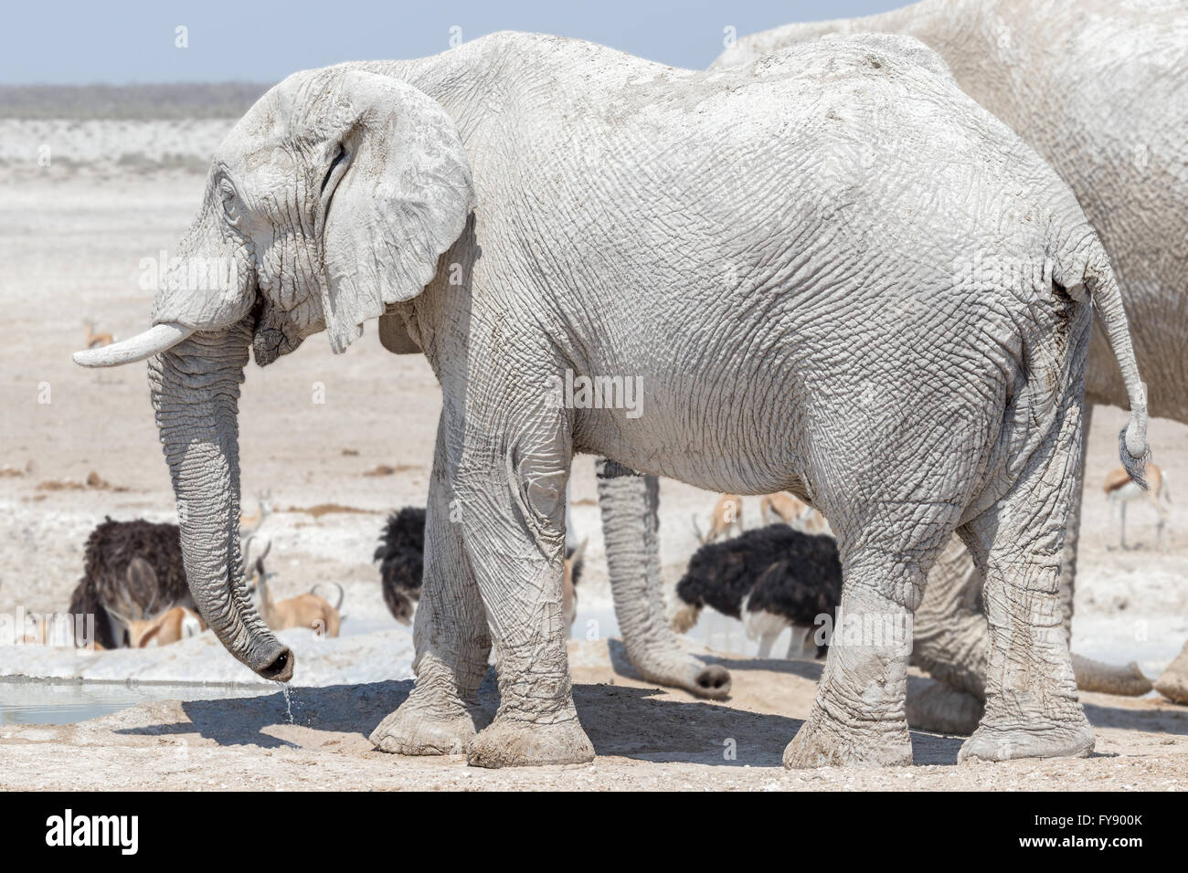 African bull bull bird hi-res stock photography and images - Alamy