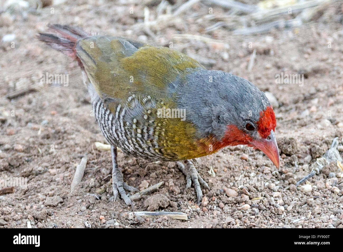 Male, Green-winged pytilia, Pytilia melba aka Melba Finch, Etosha ...