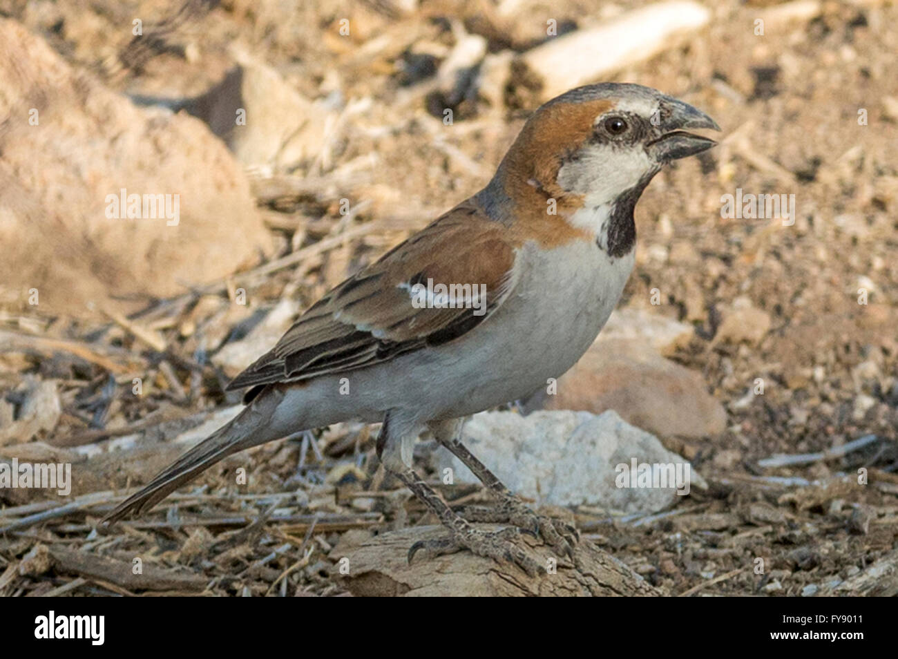 Male, Great Sparrow, Passer motitensis, aka southern rufous sparrow ...