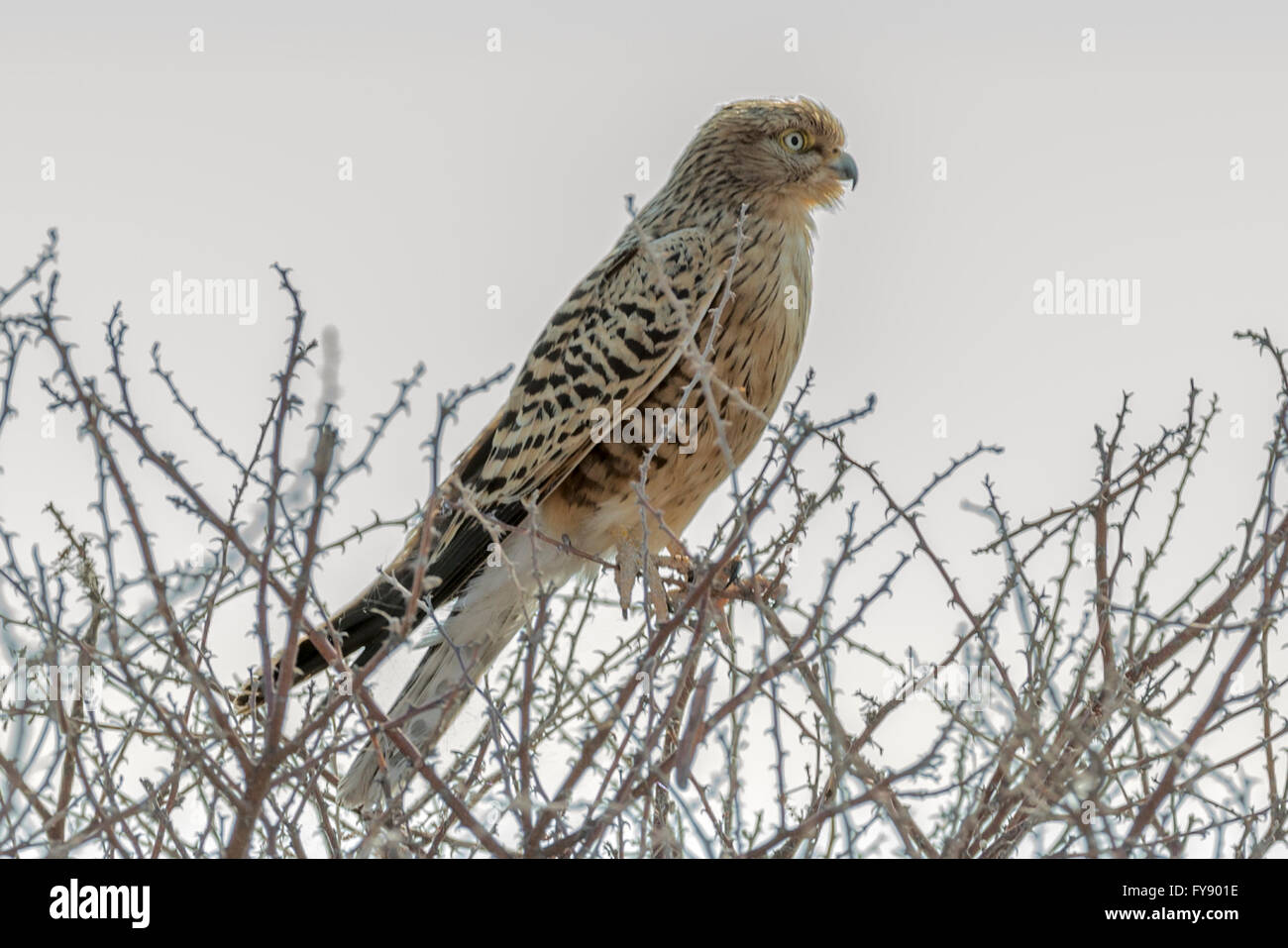 Falco rupicoloides rupicoloides hi-res stock photography and images - Alamy
