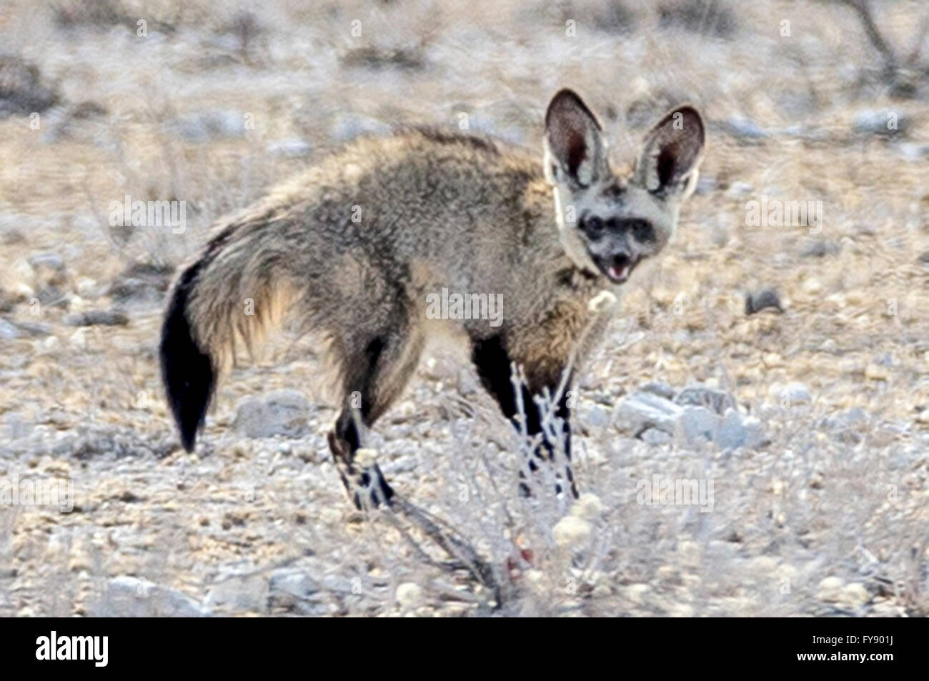 Bat eared fox hunt hi-res stock photography and images - Alamy