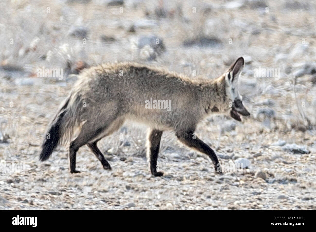 Bat-eared Fox, through heat haze, Etosha National Park, Namibia Stock ...