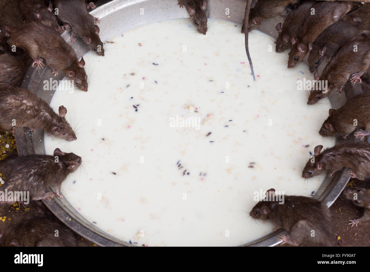 rat temple, Karni mata temple, Deshnoke, India Stock Photo - Alamy