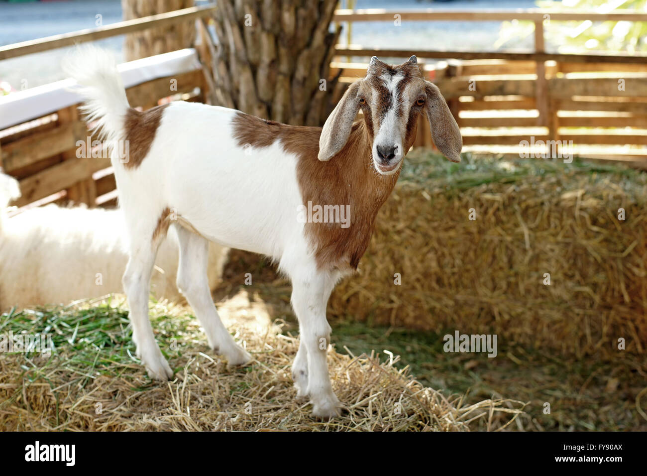 Goat paddock hi-res stock photography and images - Alamy