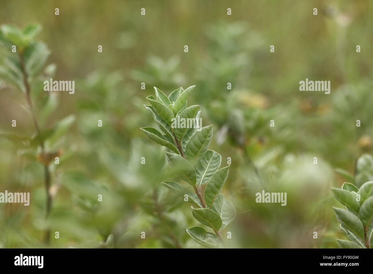Pale green plant close up Stock Photo - Alamy