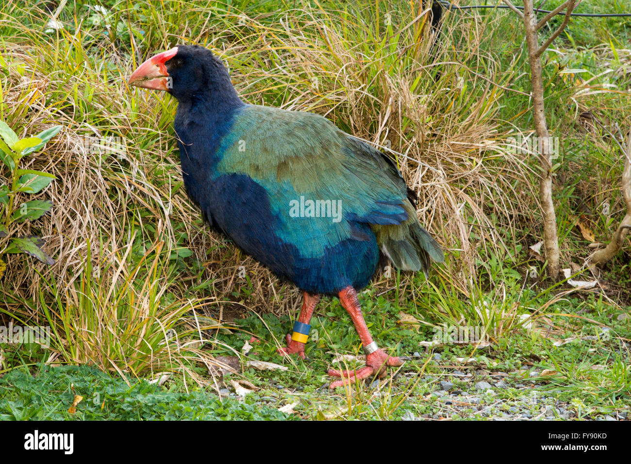 The takahe (Porphyrio hochstetteri) is a flightless but not wingless ...