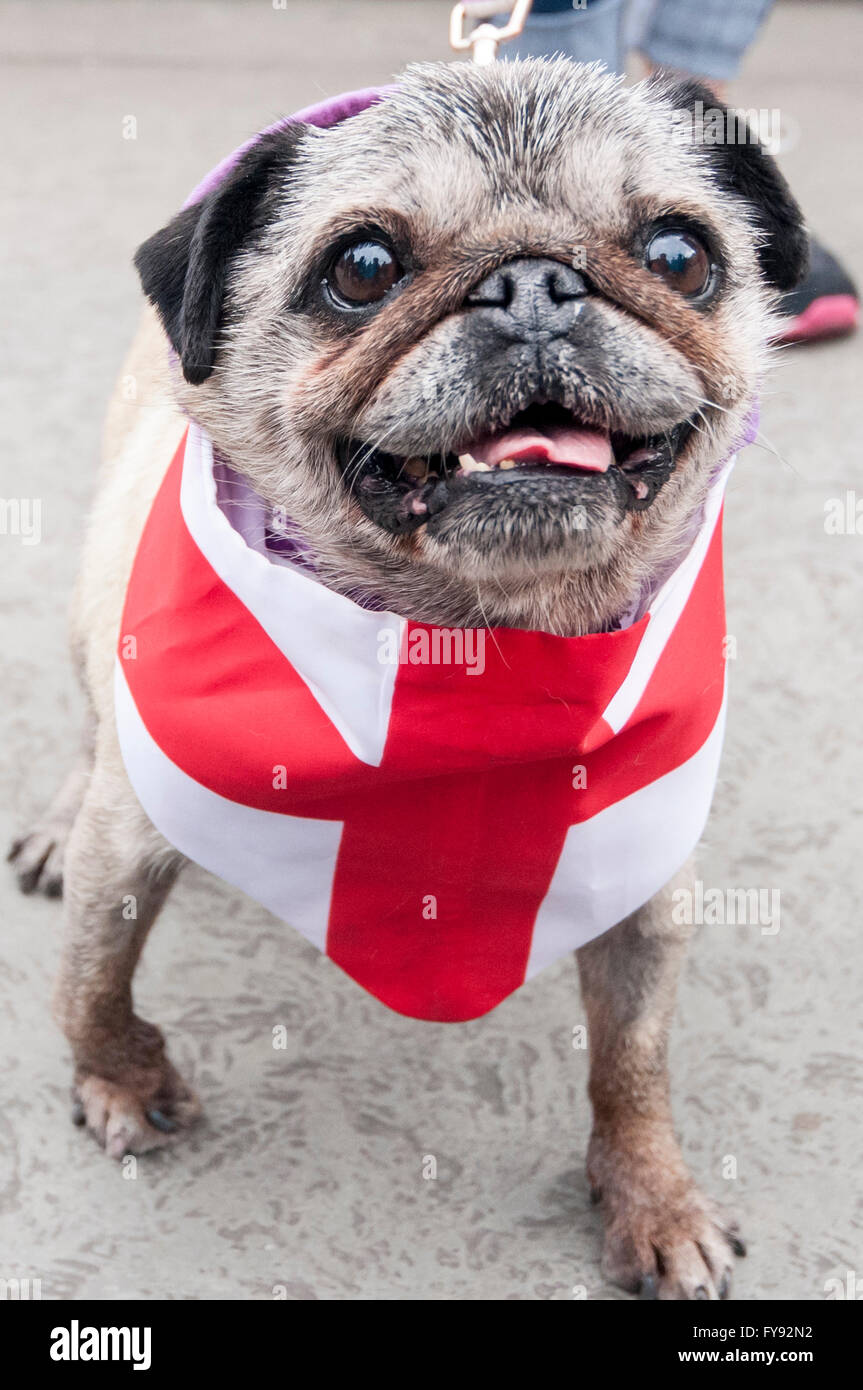 London, UK. 23 April 2016. A pug wears a St. George's cross bib as ...