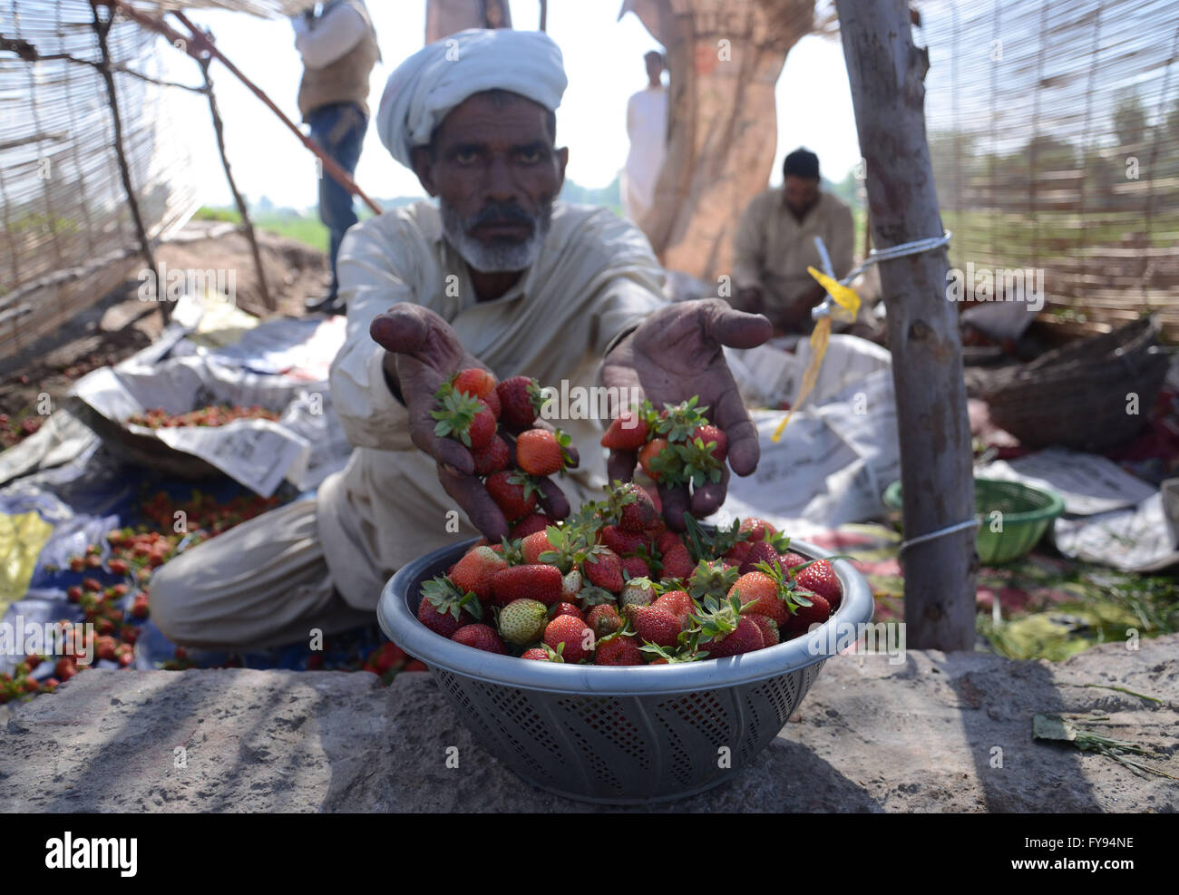 Fruit farmer pakistan hi-res stock photography and images - Alamy