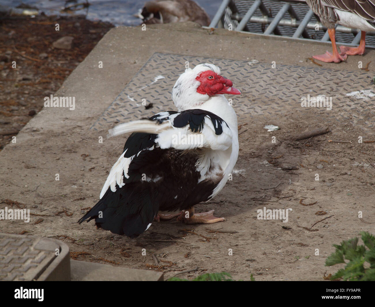 Ugly duck hi-res stock photography and images - Alamy