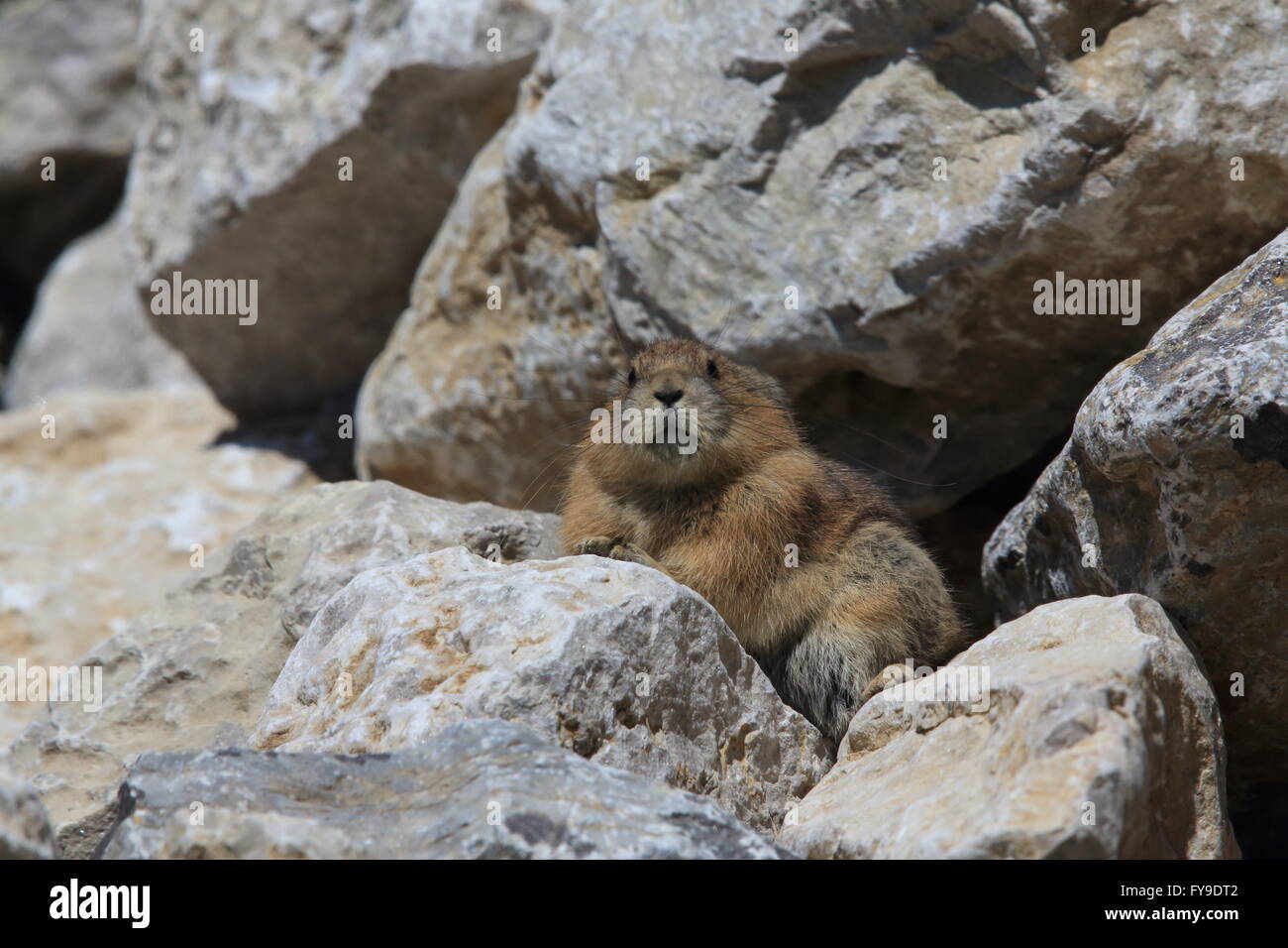 Pika Yellowstone NP Stock Photo - Alamy
