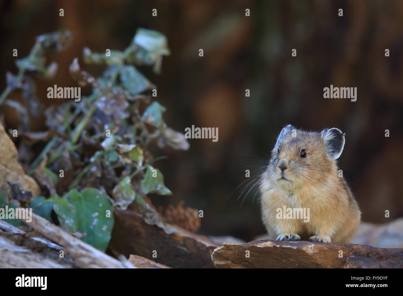 Pika Yellowstone NP Stock Photo - Alamy