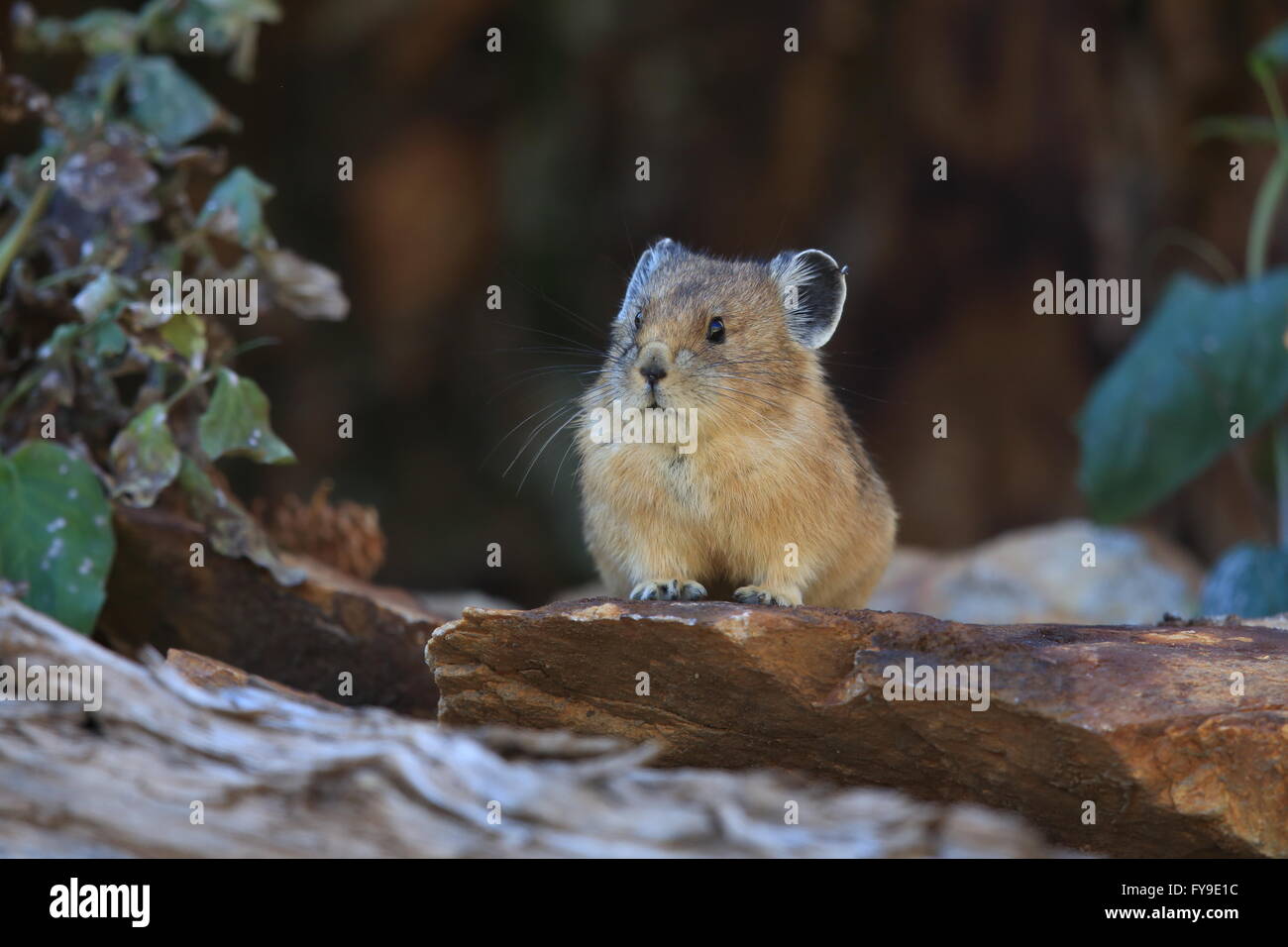 Pika Yellowstone NP Stock Photo - Alamy