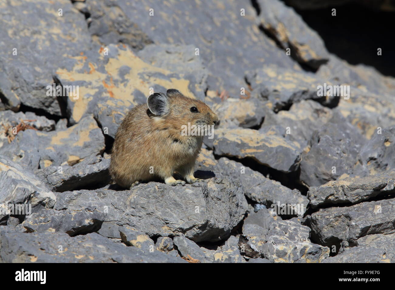Pika Yellowstone NP Stock Photo - Alamy