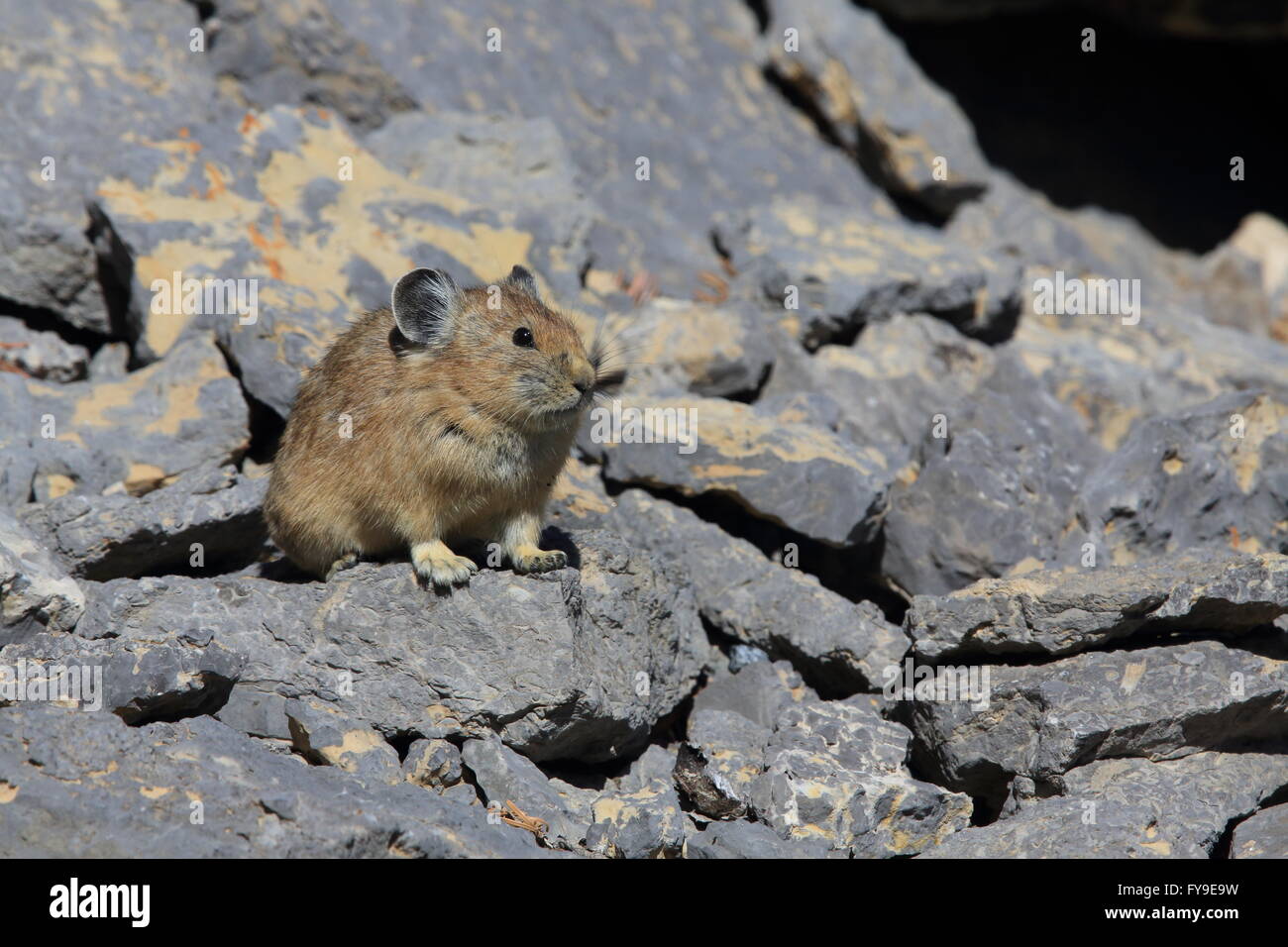 Pika Yellowstone NP Stock Photo - Alamy