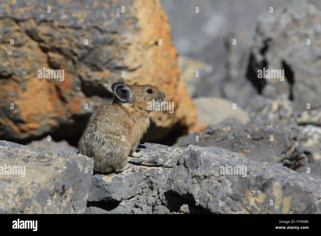 Pika Yellowstone NP Stock Photo - Alamy