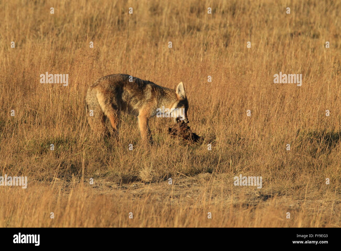 Koyote hi-res stock photography and images - Alamy