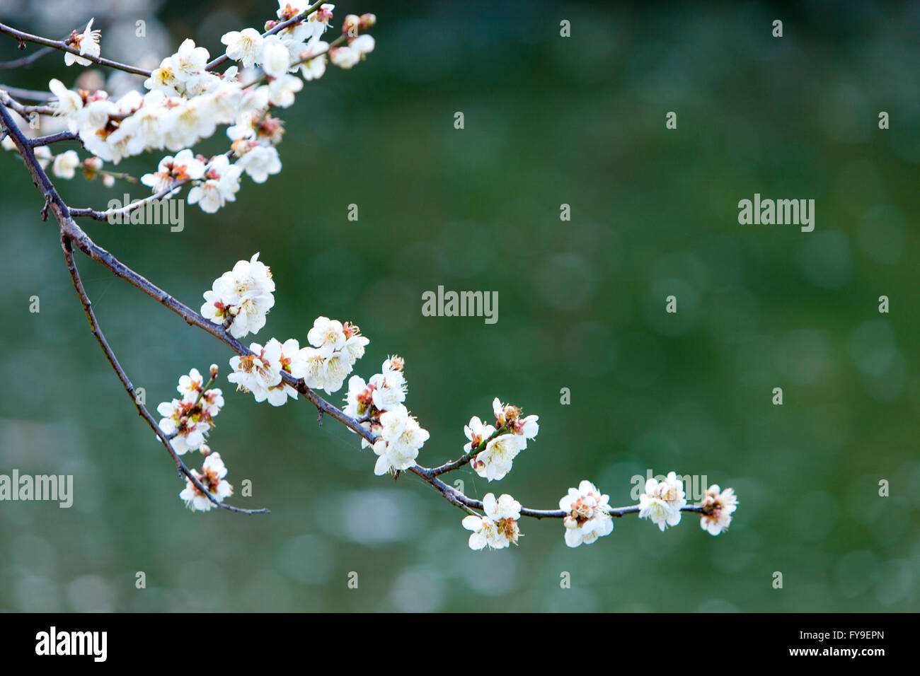 The scent of spring129 Stock Photo - Alamy
