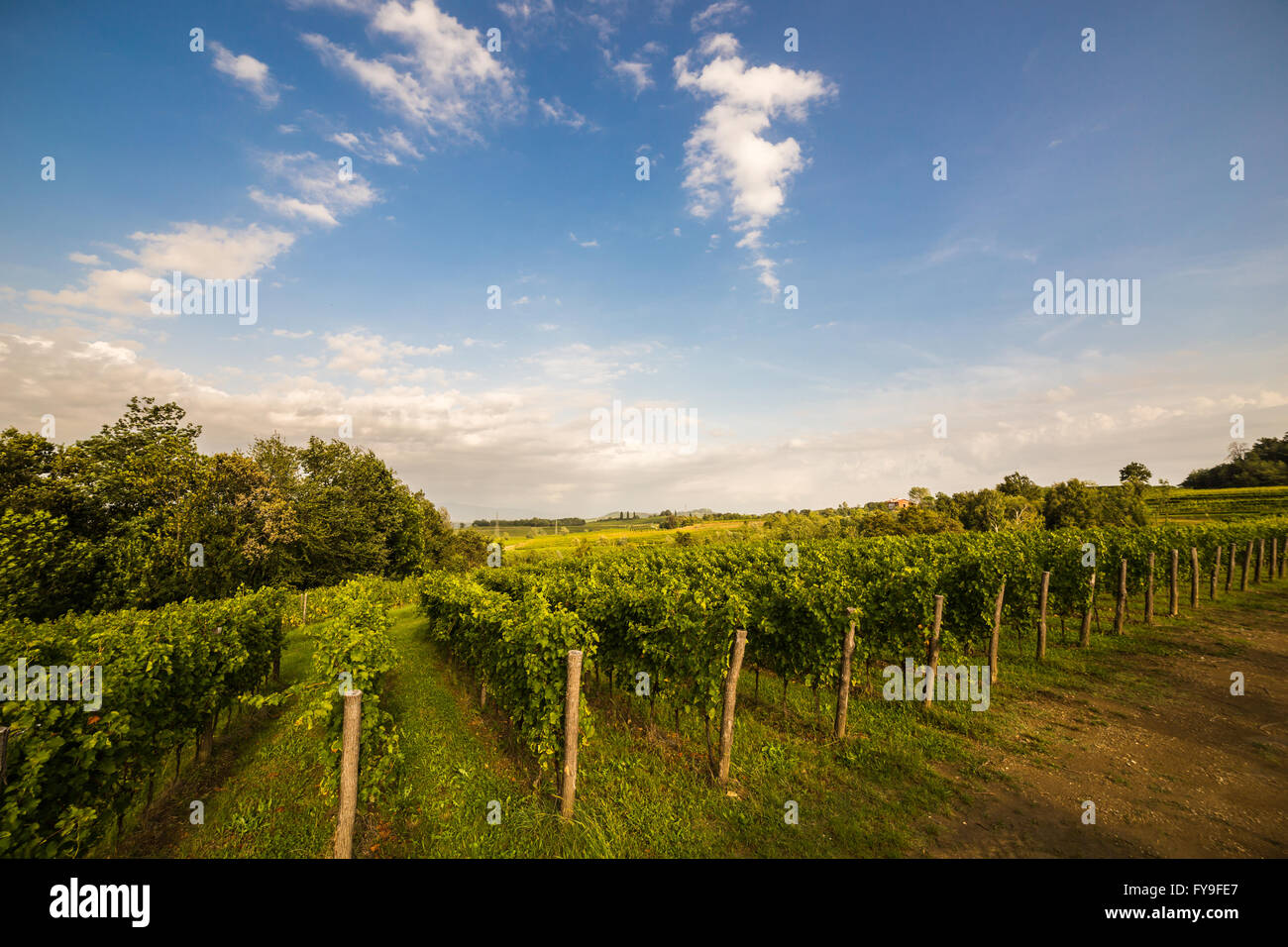 grapevine cultivation in the italian countryside in a stormy summer day ...