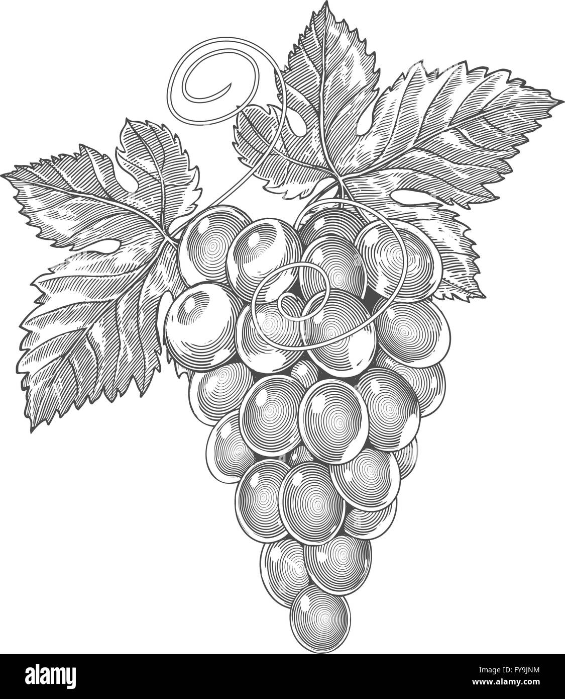 Vector illustration of bunch of grapes in vintage engraving style Stock ...