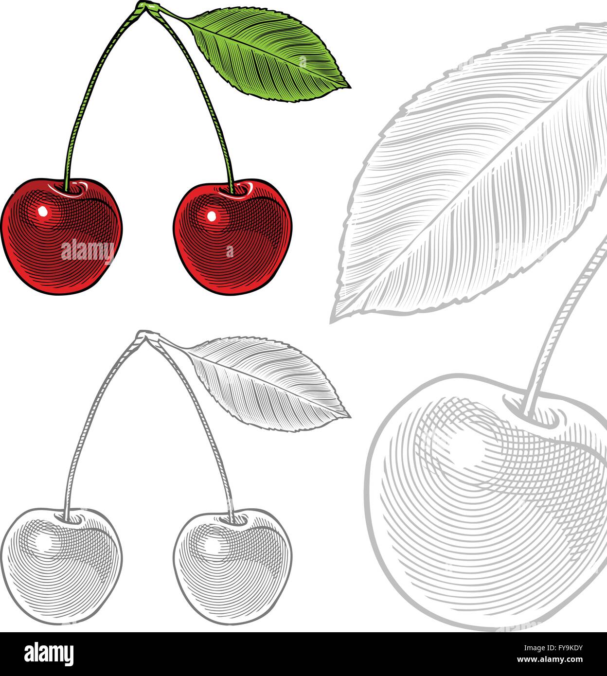 Sour cherry leaf hi-res stock photography and images - Alamy