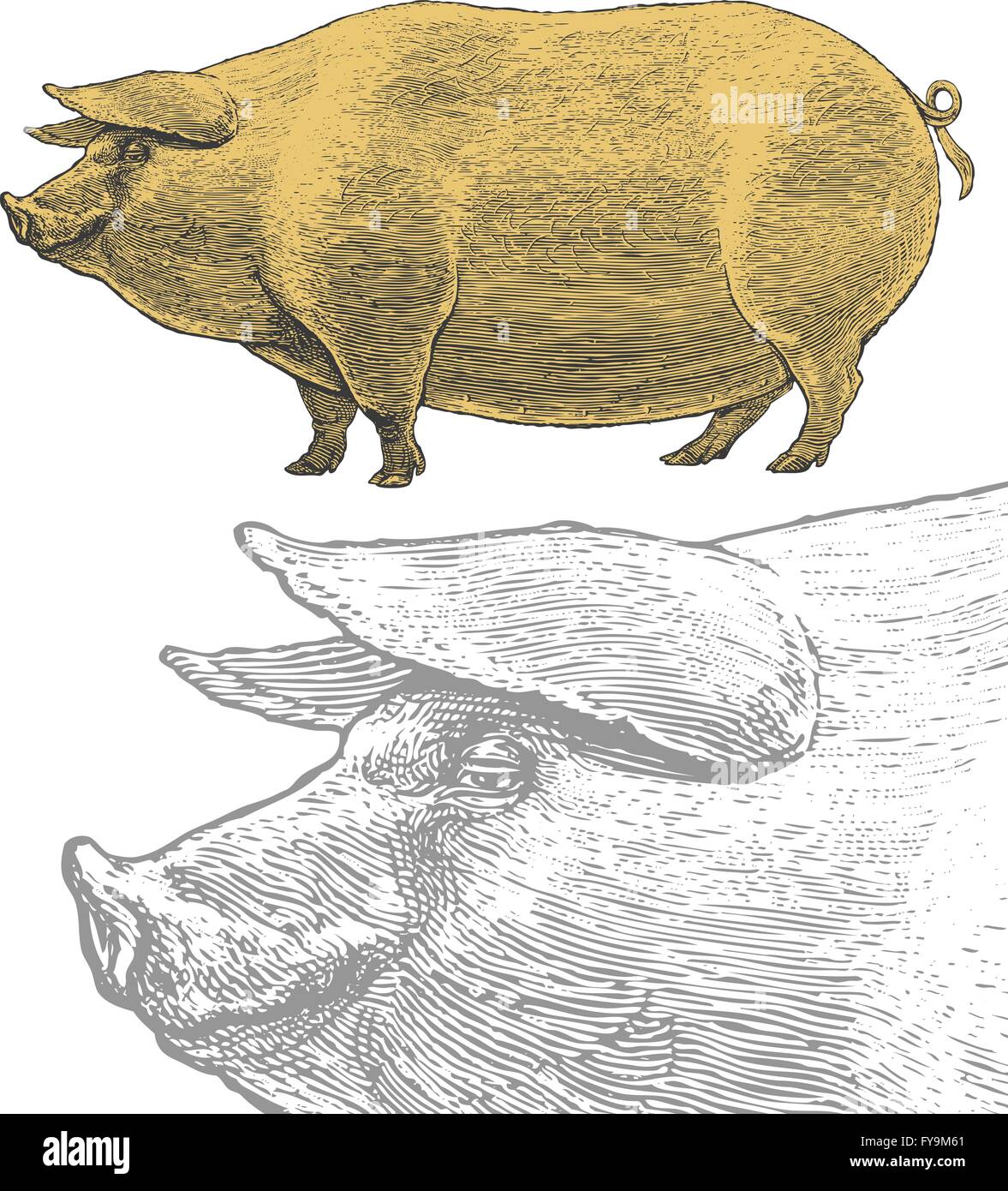 Pig or swine in vintage engraving style Stock Vector Image & Art - Alamy